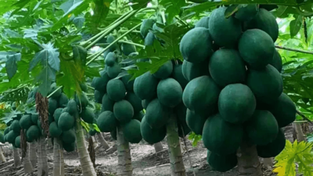 Papaya Farming: पपीते की खेती से तगड़ी कमाई, होगा लाखों का मुनाफा